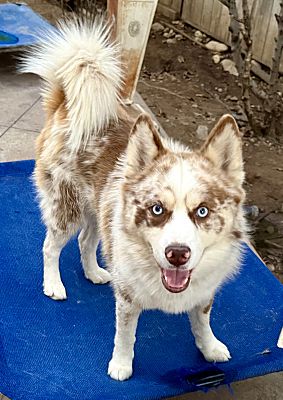 Beaverton, OR - Australian Shepherd/Pomsky. Meet Lucas a Pet for ...