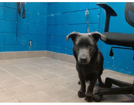 Albuquerque, NM - Labrador Retriever/Dachshund. Meet CHOP a Pet for ...