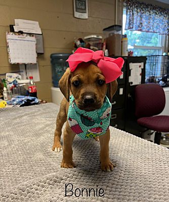 Sparta, NJ - Feist/Beagle. Meet Bonnie a Pet for Adoption - AdoptaPet.com