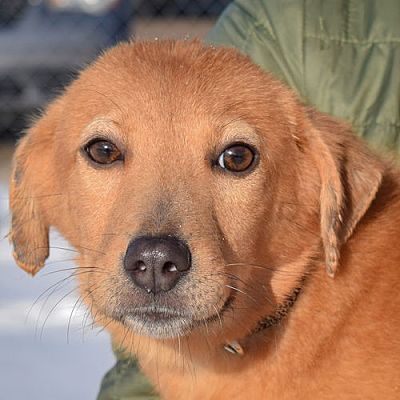 Huntley, IL - Sheltie, Shetland Sheepdog/Labrador Retriever. Meet ...