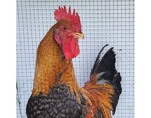 Gloucester, VA - Parakeet - Other. Meet Skittles a Pet for Adoption ...