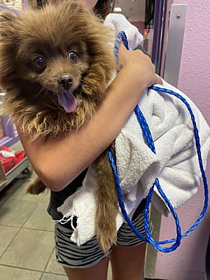 El Paso, TX - Pomeranian. Meet BELLA a Pet for Adoption - AdoptaPet.com