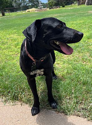 Granbury, TX - Labrador Retriever. Meet Nuri a Pet for Adoption ...