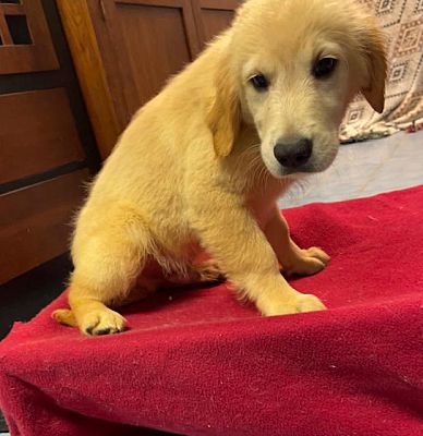 milton, VT - Golden Retriever. Meet BLAKE a Pet for Adoption ...