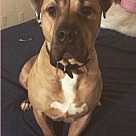 Mastiff Puppies - English Mastiff Puppies and Rescue