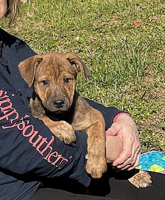 Niagara Falls, NY - Boxer/Shepherd (Unknown Type). Meet Sage updated ...