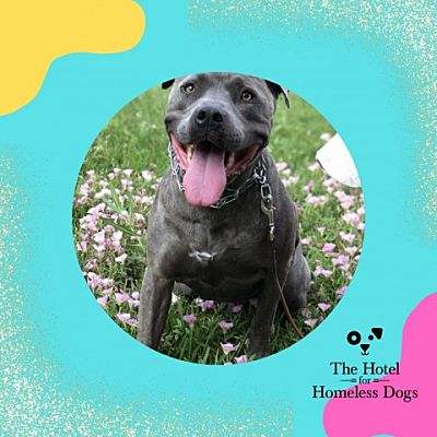 Cumberland, RI - American Staffordshire Terrier/American Pit Bull ...