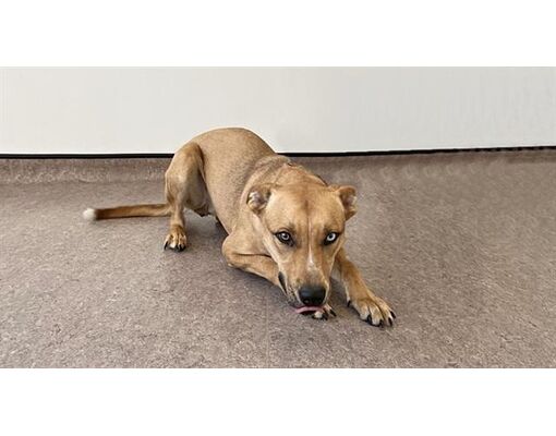 St. Louis, MO - German Shepherd Dog. Meet ALI a Pet for Adoption ...