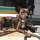 Boston Terrier Puppies - Boston Terrier Rescue and Adoption