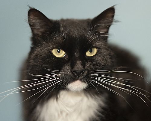 Vancouver, WA - Domestic Mediumhair. Meet Moopsey a Pet for Adoption ...