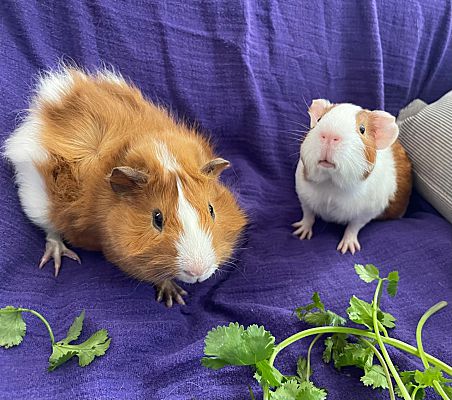 Los Angeles, CA - Guinea Pig. Meet Cheeks & Spot a Pet for Adoption ...