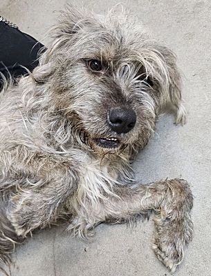 Spokane Valley, WA - Mixed Breed (Large). Meet Einstein a Pet for ...