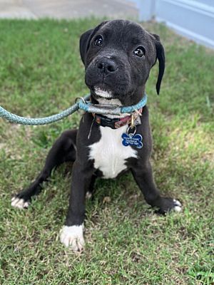 Berkeley Heights, NJ - Labrador Retriever. Meet Bluey a Pet for ...