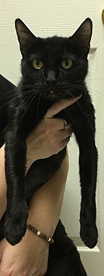 Fort Smith, AR - American Shorthair. Meet Luna a Pet for Adoption ...