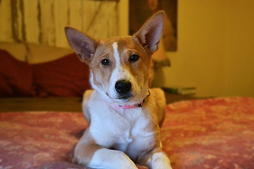 Basenji Shiba Mix
