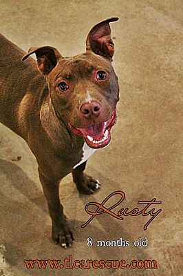 Cape May, NJ - Pit Bull Terrier. Meet Rusty a Pet for Adoption ...