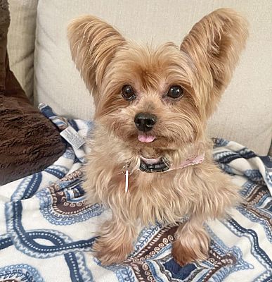 Los Angeles, CA - Yorkie, Yorkshire Terrier. Meet Nerf a Pet for ...