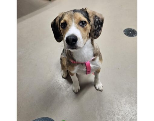 Easton, PA - Beagle/Australian Shepherd. Meet Yasmin a Pet for Adoption ...