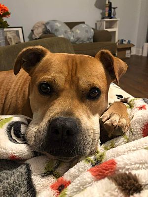 Niagara Falls, ON - Boxer. Meet Murphy a Pet for Adoption - AdoptaPet.com