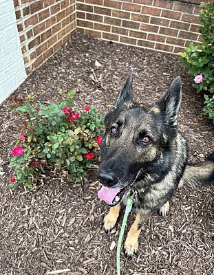 Fredericksburg, VA - German Shepherd Dog. Meet Roxanne (Roxie) a Pet ...