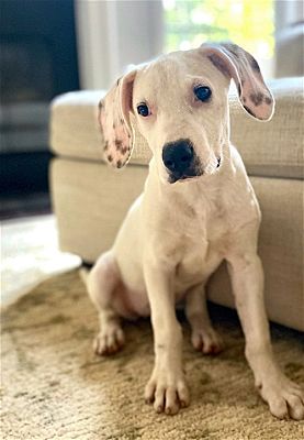 Woodstock, GA - Pointer. Meet Scarlett a Pet for Adoption - AdoptaPet.com