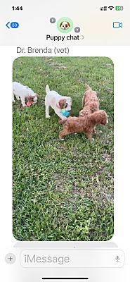 South Amboy, NJ - Standard Poodle. Meet Poodle puppies a Pet for Adoption - AdoptaPet.com