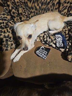 Austin, TX - Terrier (Unknown Type, Medium). Meet Scarlett a Pet for ...