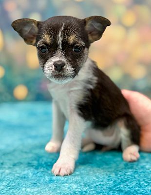 Nashville, TN - Boston Terrier/Yorkie, Yorkshire Terrier. Meet Renni a ...