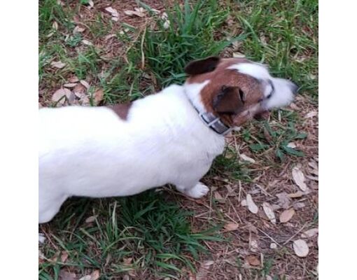 Rochester, NY - Jack Russell Terrier. Meet Mindy hhd* a Pet for ...