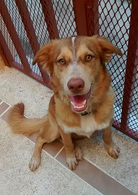 Calgary, AB - Golden Retriever. Meet Chiquitin a Pet for Adoption ...