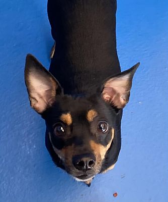 Airdrie, AB - Miniature Pinscher/Mixed Breed (Medium). Meet Phoebe Lee ...