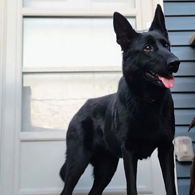 Chicago, IL - German Shepherd Dog. Meet Sheba (ADOPTED!) a Pet for ...