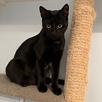 Keller's Kats Rescue Rochester, NY