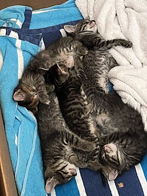 Mableton, GA - Tabby. Meet five unnamed kittens a Pet for Adoption ...