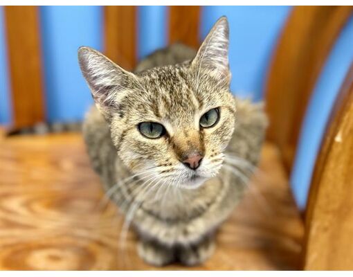 Ames, IA - Domestic Shorthair. Meet MOR a Pet for Adoption - AdoptaPet.com