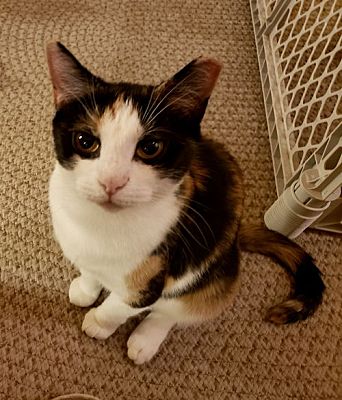 York County, PA - Calico. Meet Lily **COURTESY POST** a Pet for ...