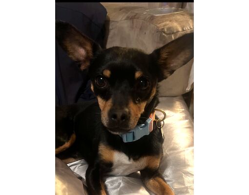 Las Vegas, NV - Miniature Pinscher/Chihuahua. Meet FIDEO a Pet for ...