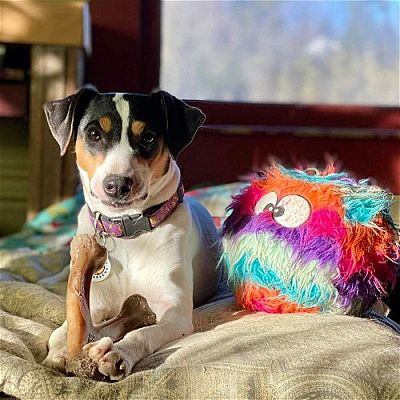 Candler, NC - Jack Russell Terrier. Meet Dottie a Pet for Adoption ...
