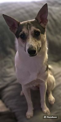 Tonawanda, NY - Welsh Corgi/American Eskimo Dog. Meet Chianti a Pet for ...