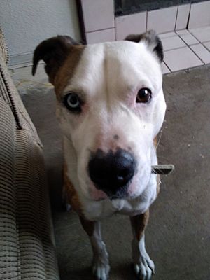 Las Vegas, NV - American Pit Bull Terrier/Mutt. Meet Nylah a Pet for ...