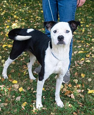 Versailles, KY - Boston Terrier/Border Collie. Meet Bonnie a Pet for ...