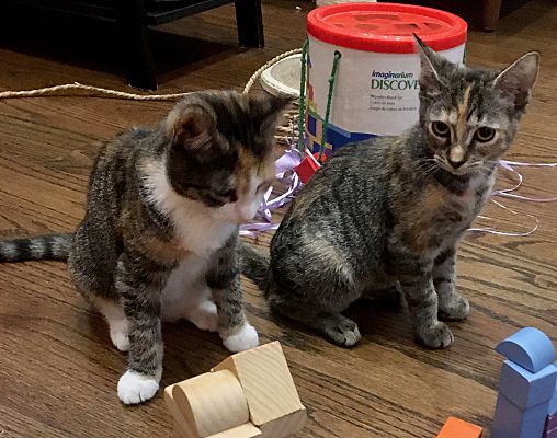 Harrison, NY - Domestic Shorthair. Meet Genny and Gwen a Pet for ...