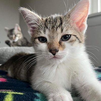 Evansville, IN - Domestic Shorthair. Meet Toofers a Pet for Adoption ...