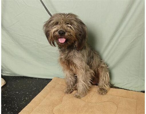 Ukiah, CA - Italian Spinone. Meet MEGHAN a Pet for Adoption - AdoptaPet.com
