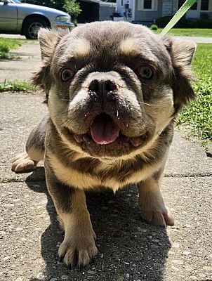 Yorkville, IL - French Bulldog. Meet Brando a Pet for Adoption ...