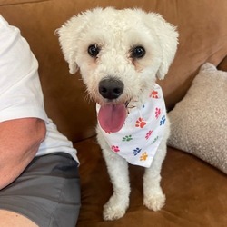 Indiantown, FL - Poodle (Miniature). Meet JESSE (596) a Pet for ...