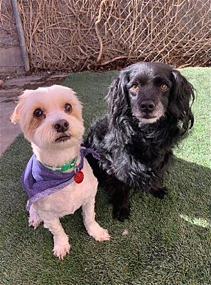 Phoenix, AZ - Lhasa Apso/Cocker Spaniel. Meet Rugby a Pet for Adoption ...