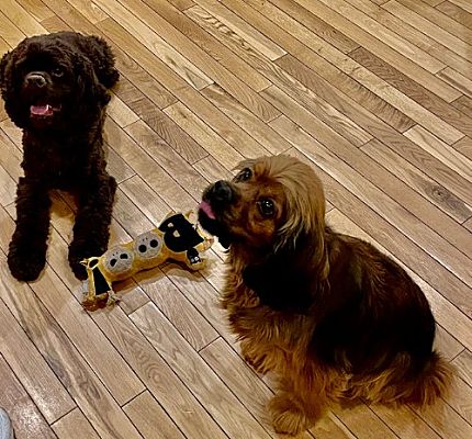 Flushing, NY - Cocker Spaniel. Meet Ruca & Desmond a Pet for Adoption ...