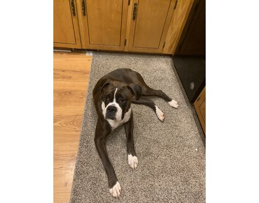 Anderson, SC - Boxer. Meet bo a Pet for Adoption - AdoptaPet.com