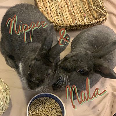 Rochester, NY - American. Meet Nala & Nipper a Pet for Adoption ...